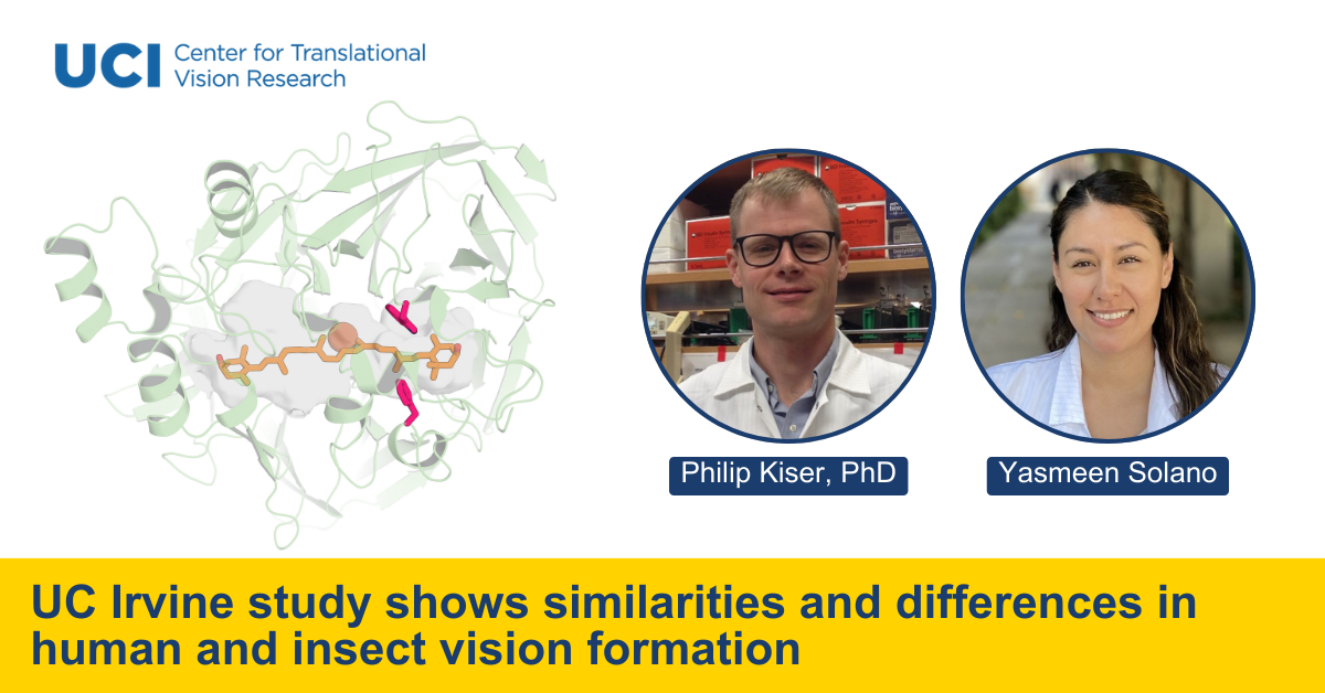 UC Irvine study shows similarities and differences in human and insect vision formation | UCI ...